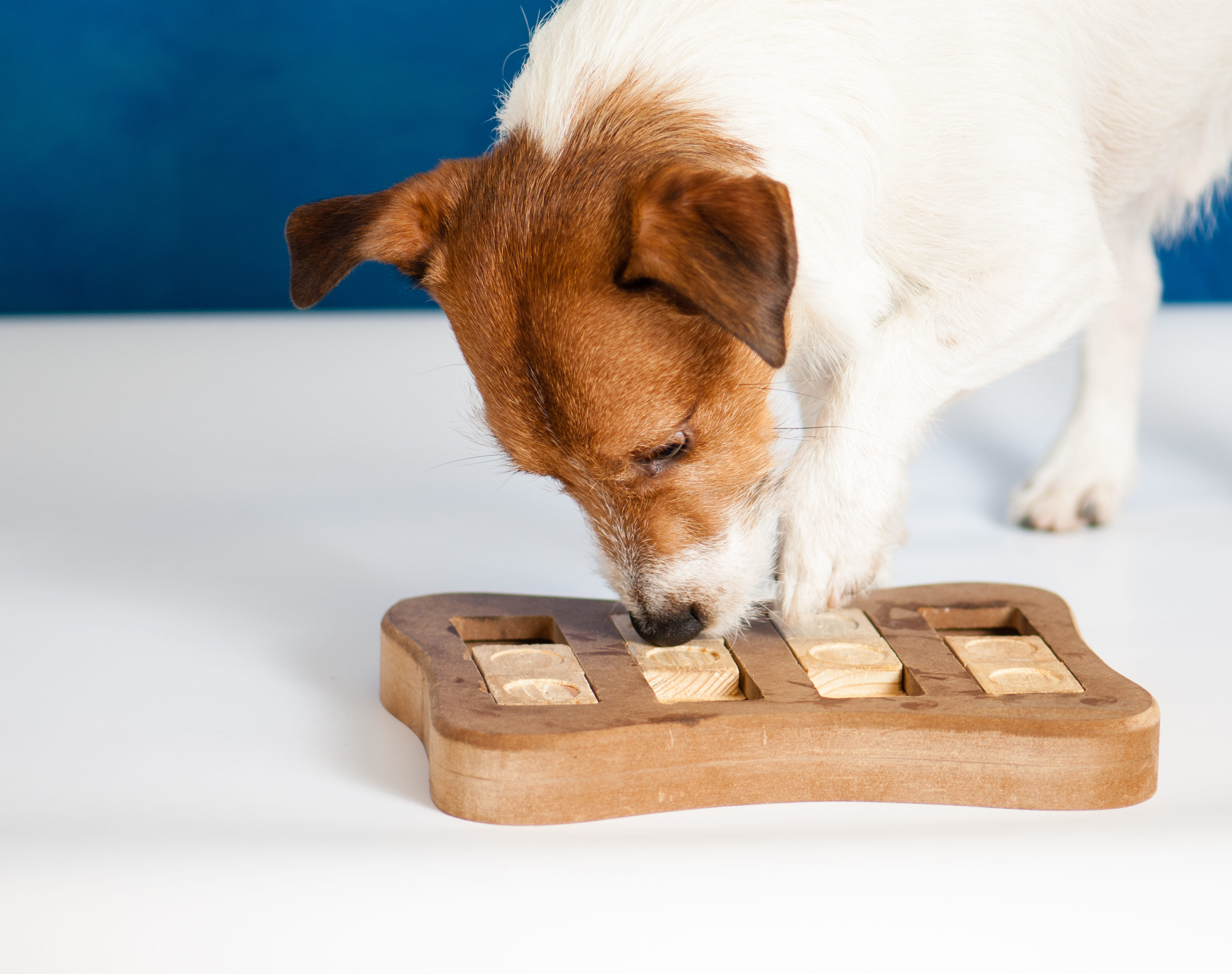 Benefits Of Interactive Dog Toys Training My Best Friend