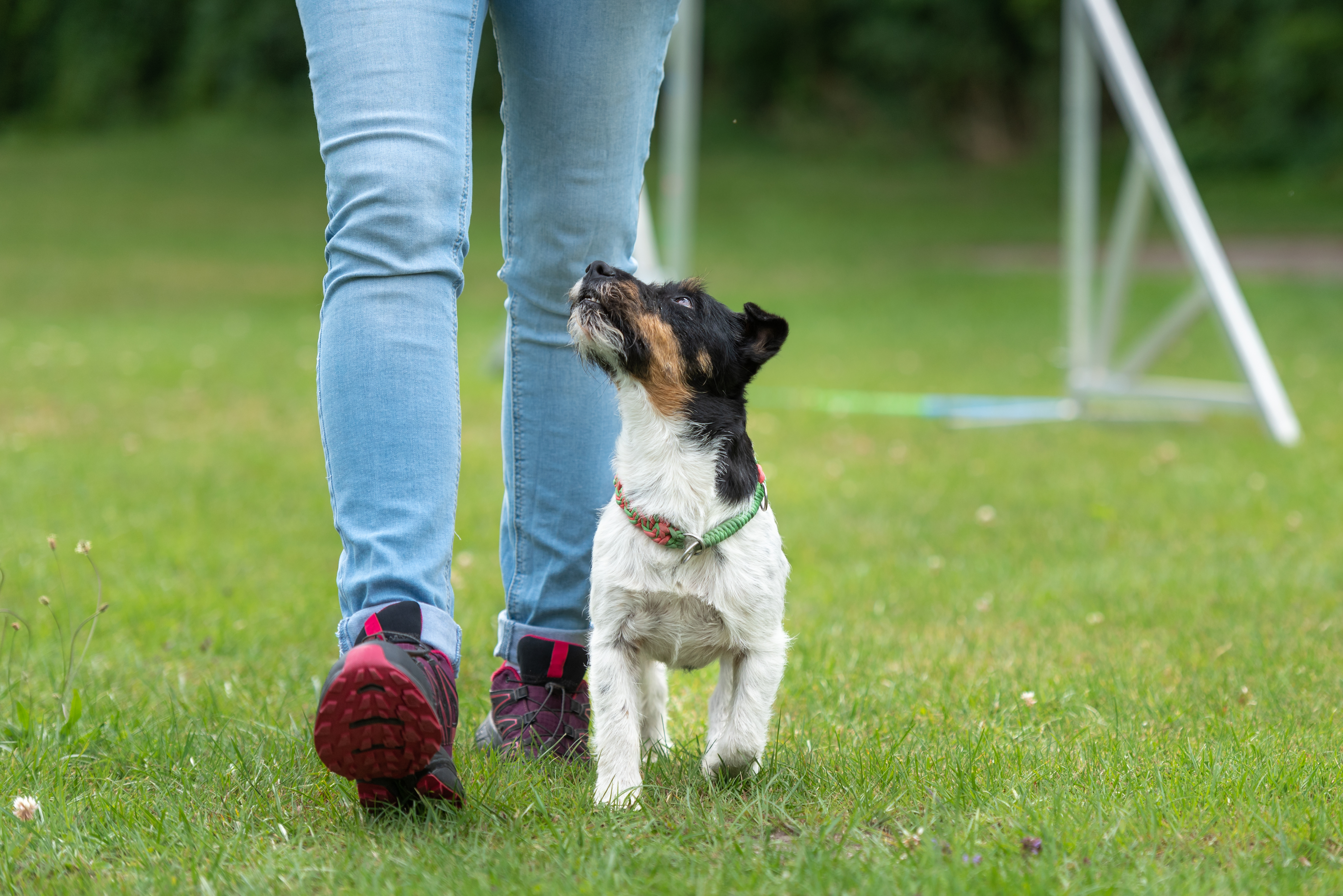 Easy Commands To Teach A Dog Training My Best Friend